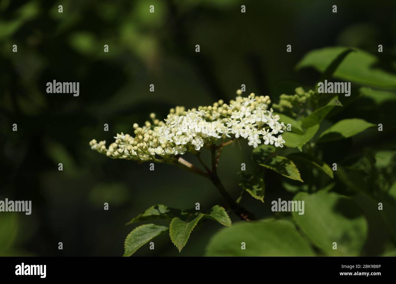 The flowers and leaves of an Elder Tree, Sambucus nigra, in springtime ...