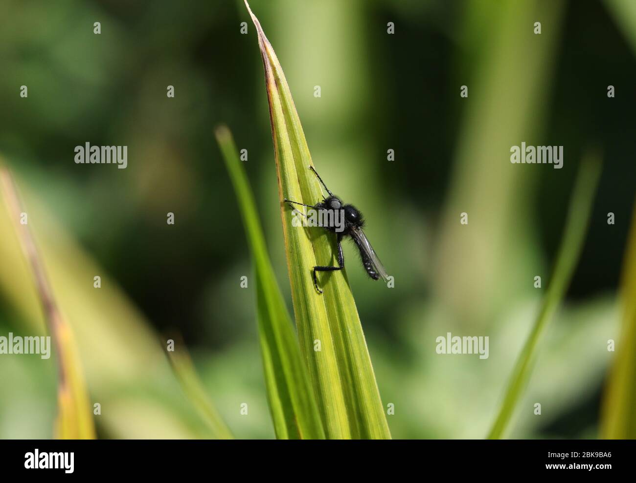 A St Mark's fly, Bibio marci, perching on a reed in springtime in the ...