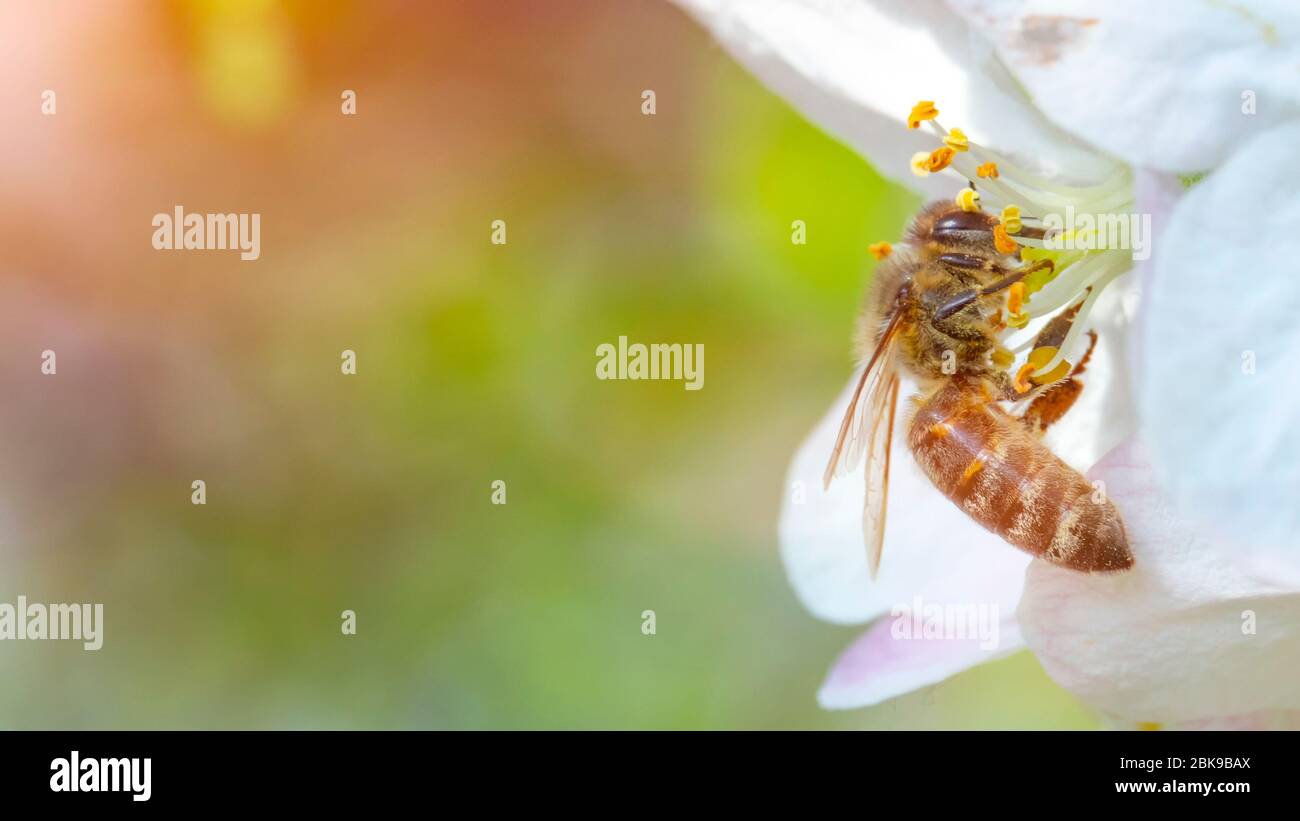 Bee on an apple tree flower. close up Stock Photo - Alamy