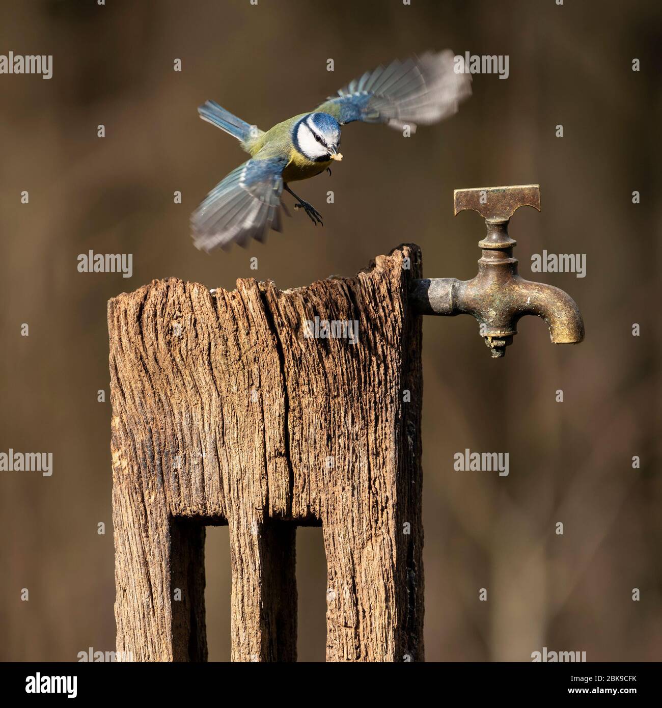 Beautiful image of Blue Tit bird Cyanistes Caeruleus on wooden post ...