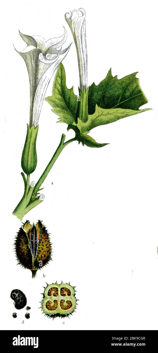 Jimson weed drawing hi-res stock photography and images - Alamy