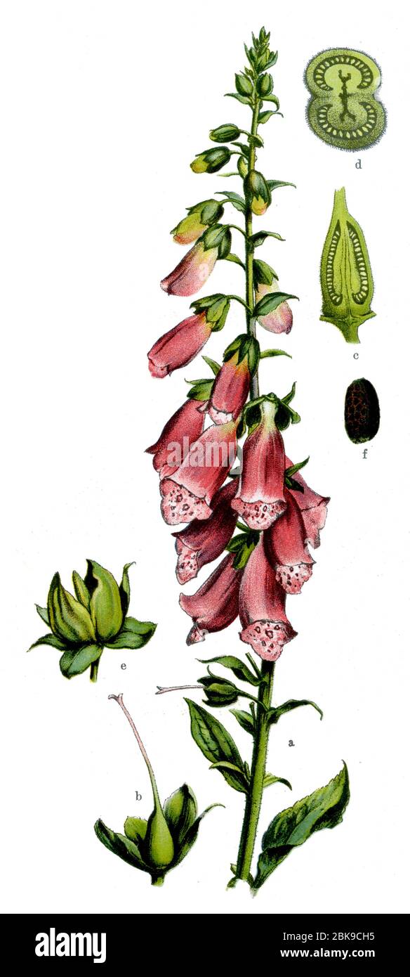 foxglove / Digitalis purpurea / Fingerhut (botany book, 1909 Stock ...