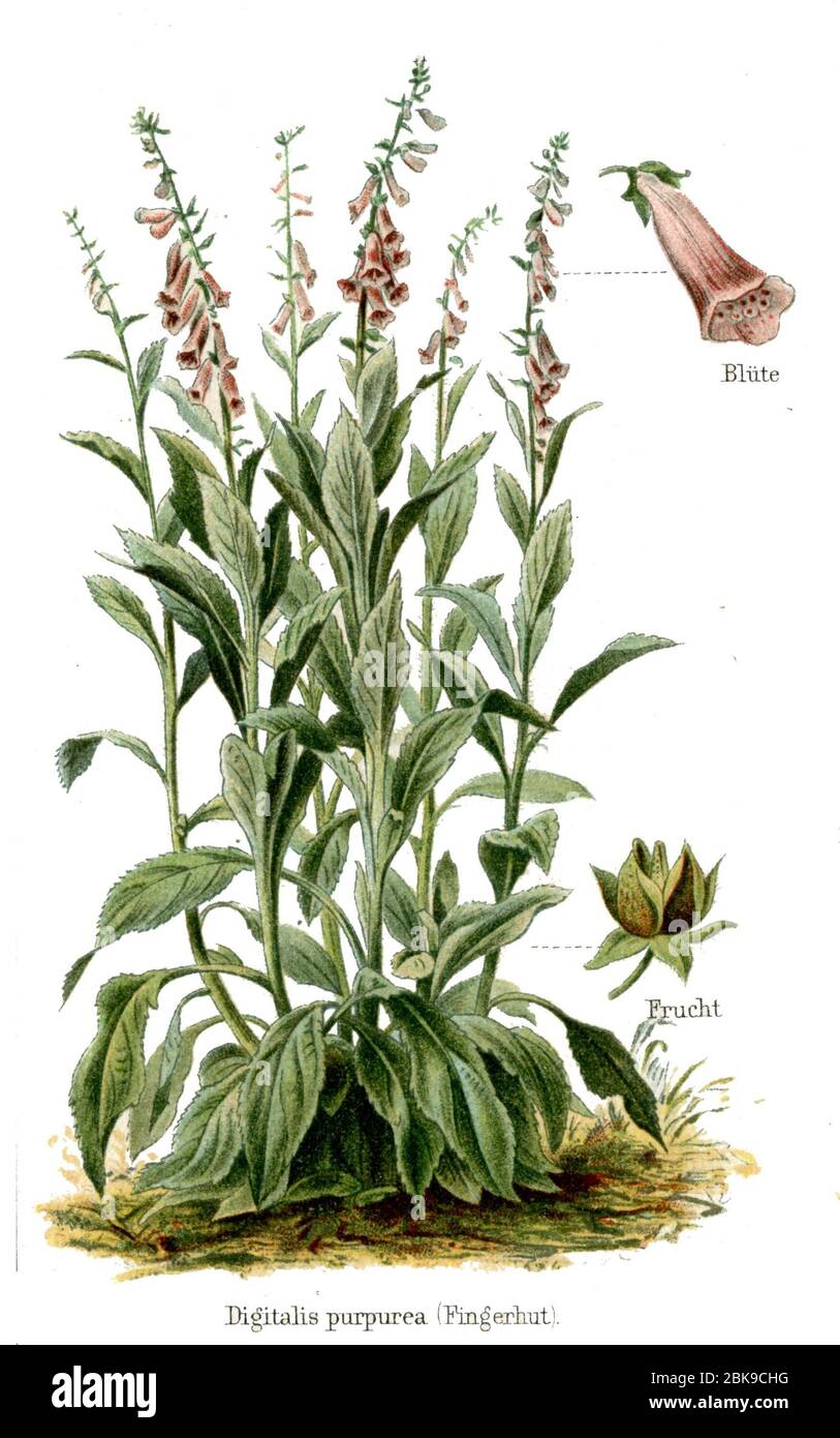 Digitalis purpurea drawing hi-res stock photography and images - Alamy