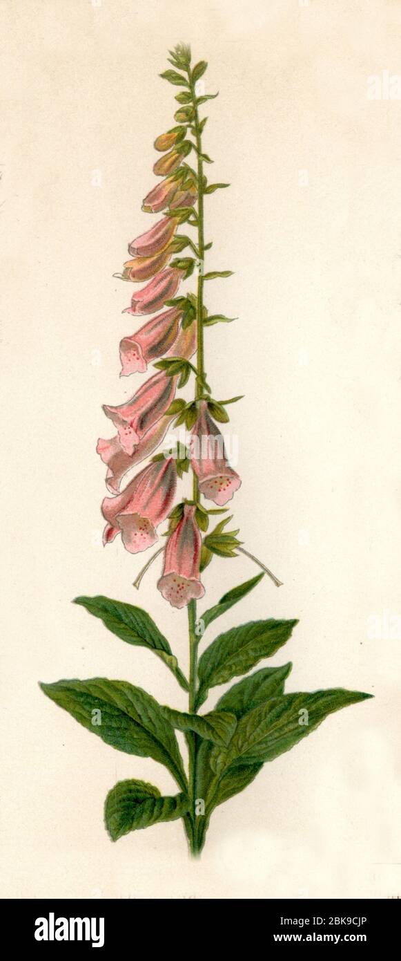 Digitalis purpurea drawing hi-res stock photography and images - Alamy