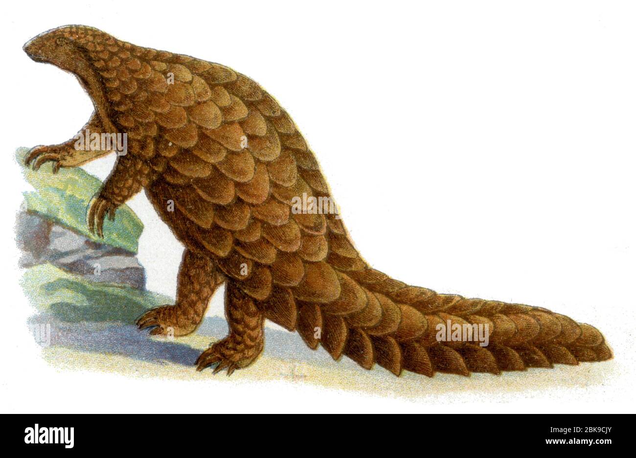 Black bellied pangolin or black bellied pangolin hi-res stock ...