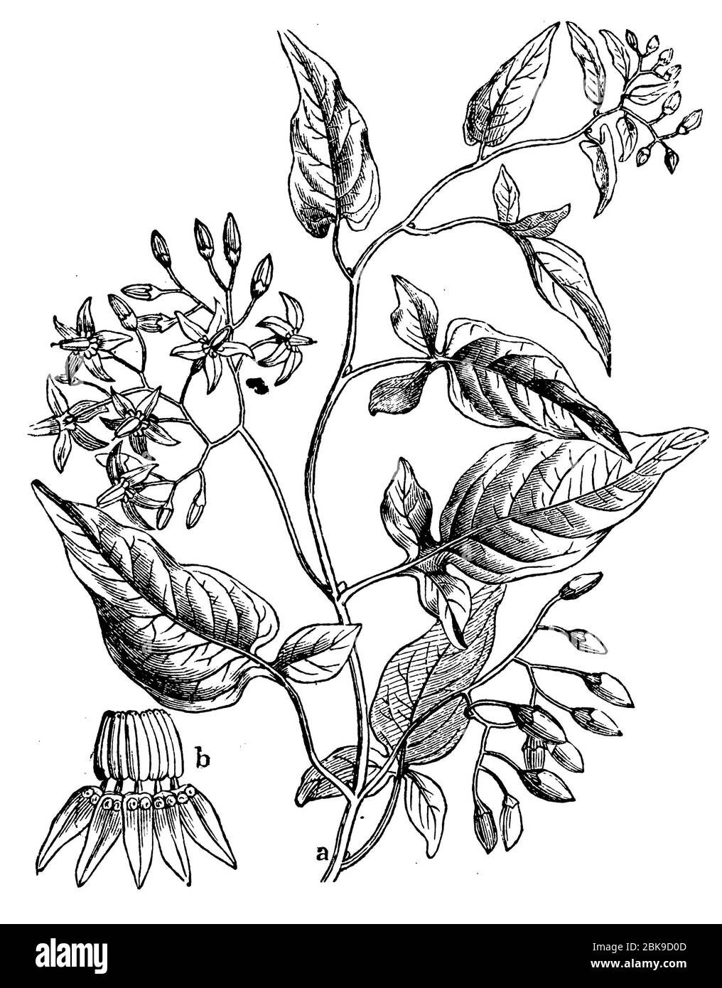 Bittersweet Flower Drawing