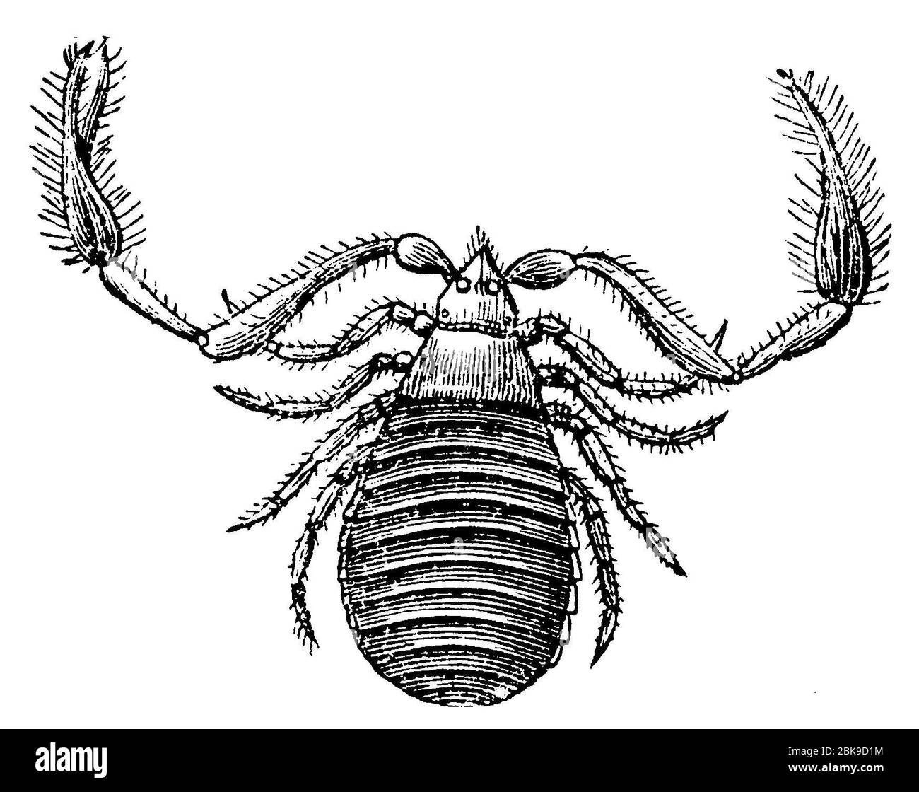 house pseudoscorpion / Chelifer cancroides / Bücherskorpion ...
