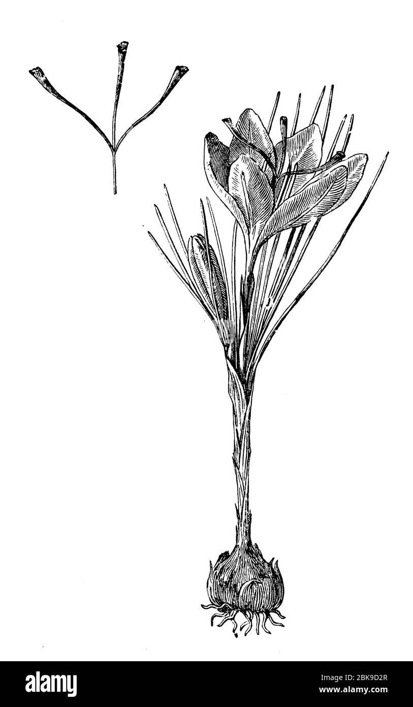 Crocus sativus drawing Black and White Stock Photos & Images - Alamy