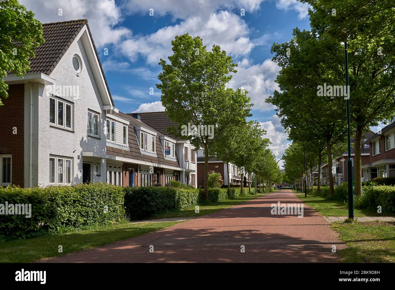 Residential street in the Netherlands with wide cycle lane, green hedge ...