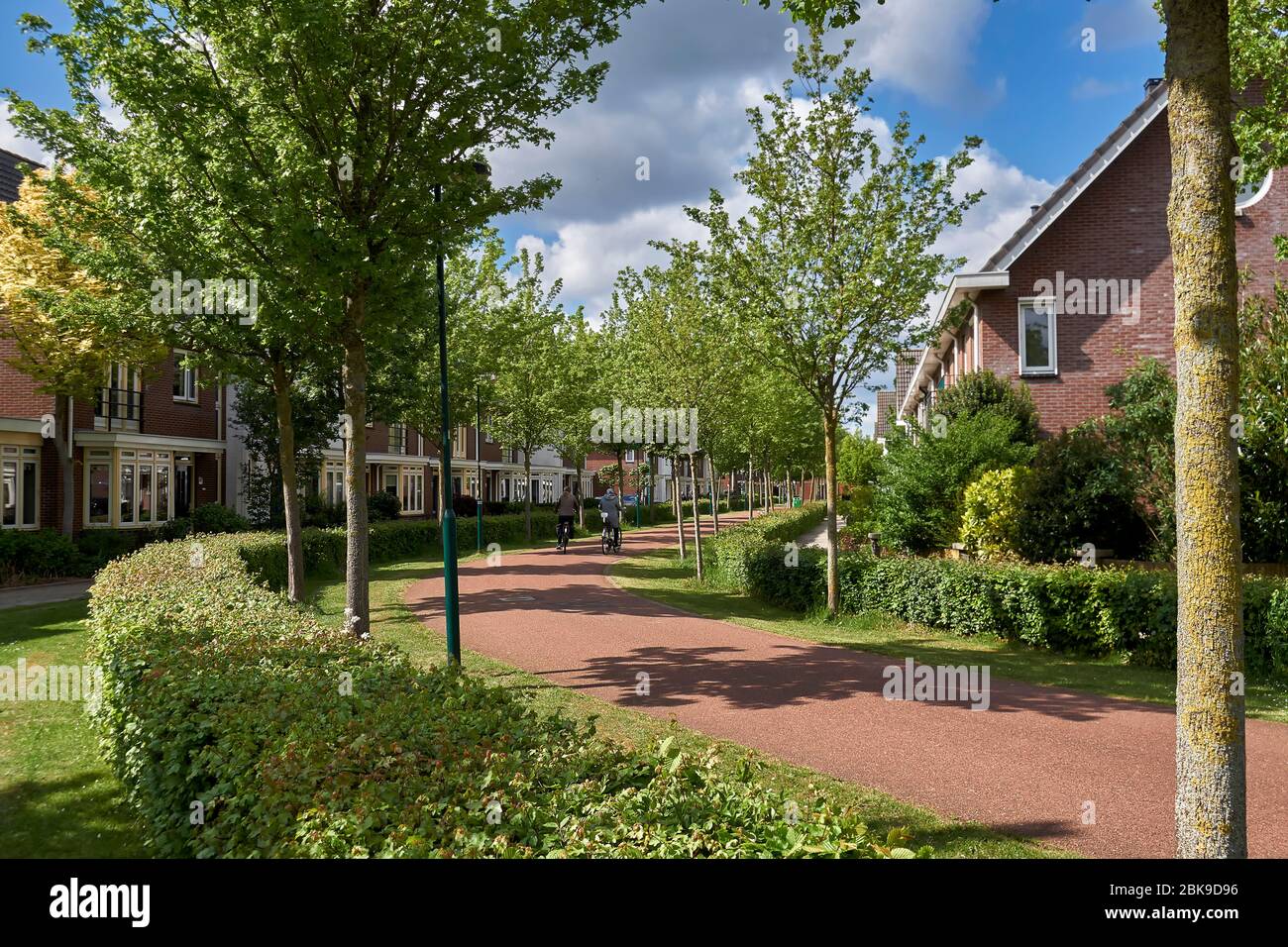 Residential street in the Netherlands with wide cycle lane, green hedge ...
