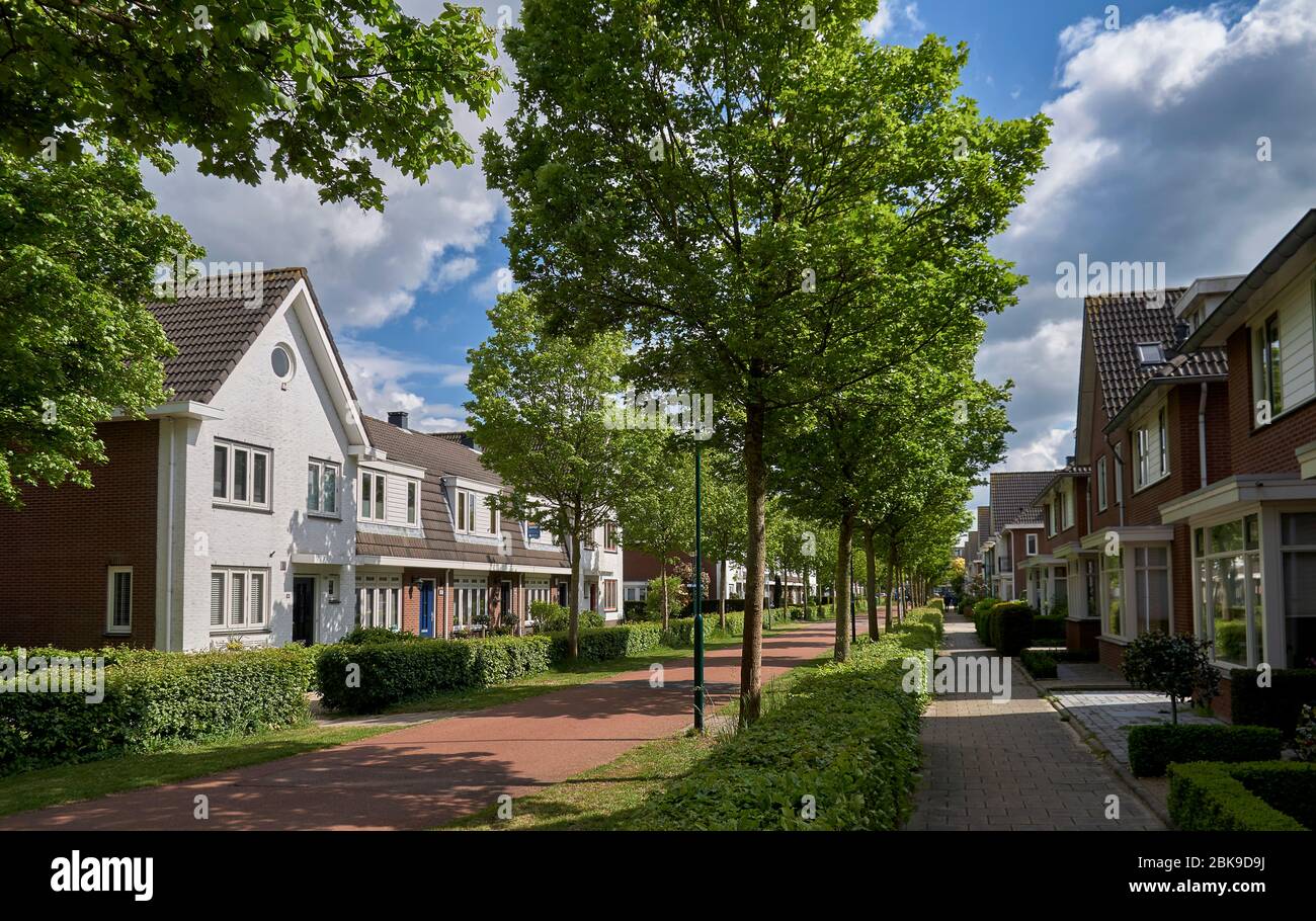 Residential street in the Netherlands with wide cycle lane, green hedge ...