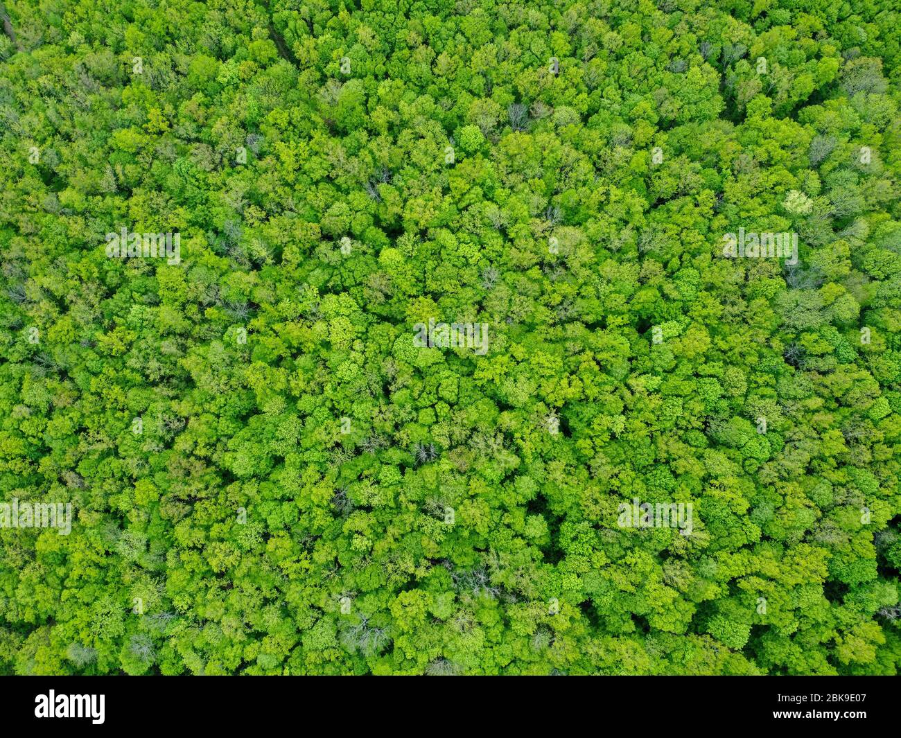 Tree top view of forest ground hi-res stock photography and images - Alamy