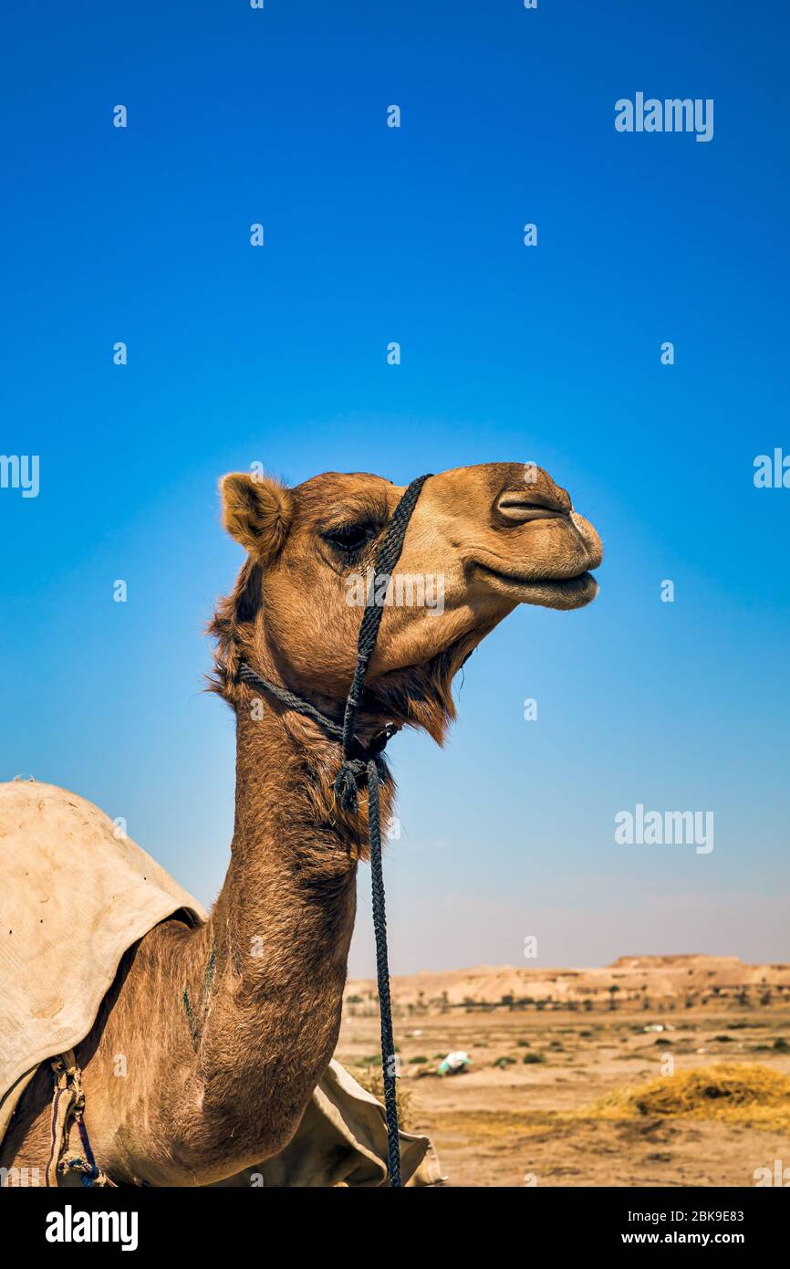 Oman Camel Head Portrait High Resolution Stock Photography and Images ...