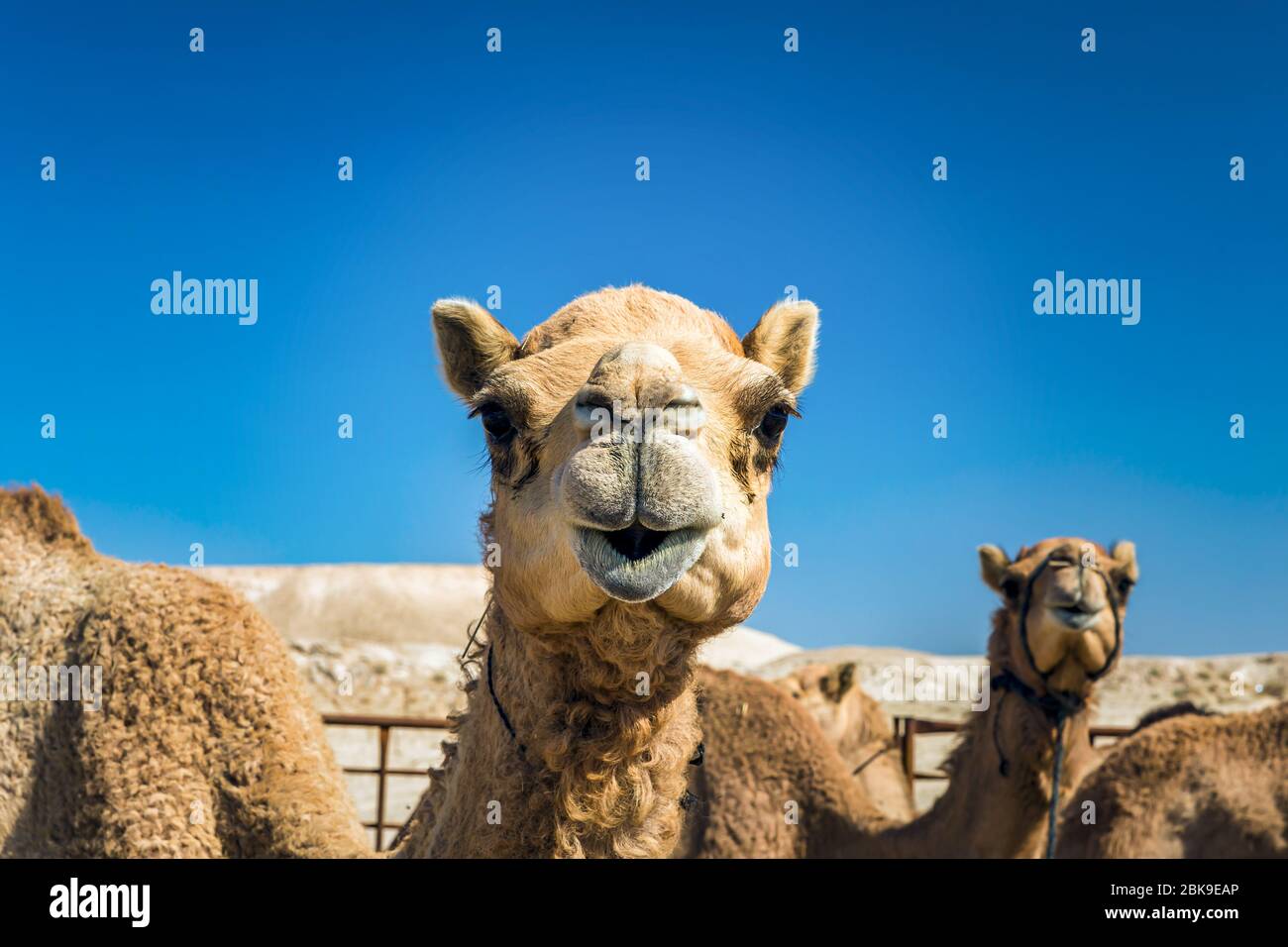 Camel Head Closeup Portrait in Desert Stock Photo - Alamy