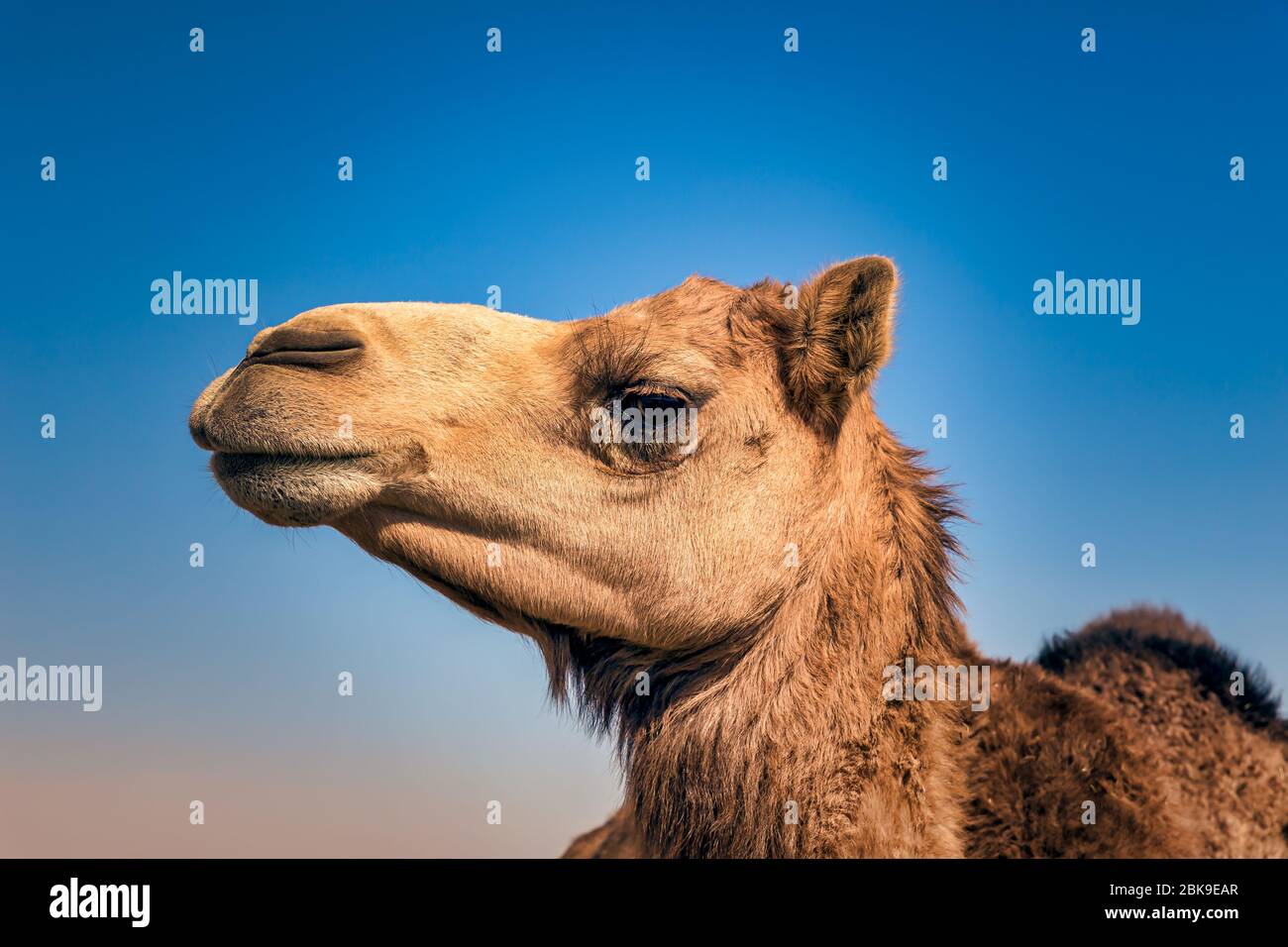 Camel Head Closeup Portrait in Desert Stock Photo - Alamy