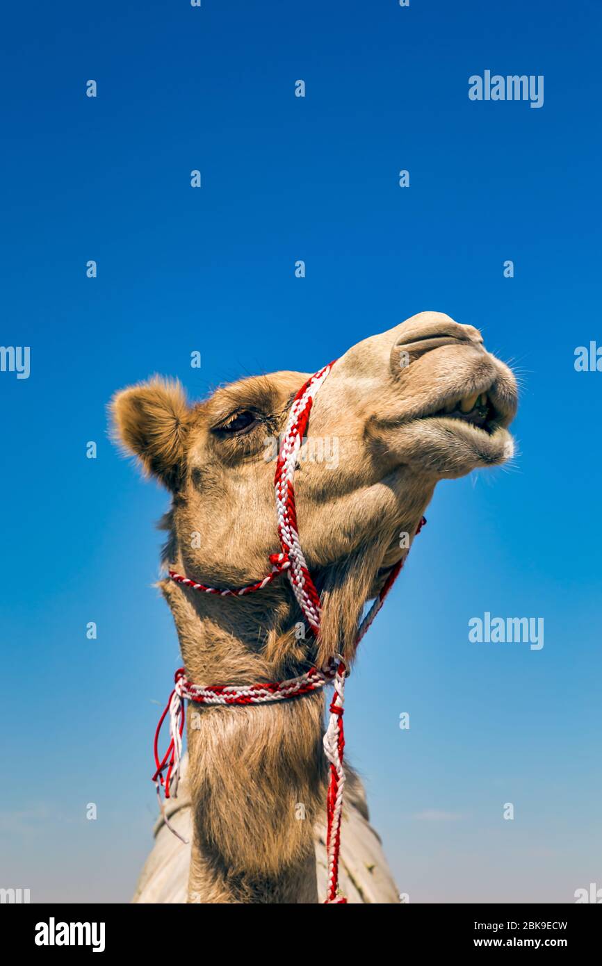 Camel Head Closeup Portrait in Desert Stock Photo - Alamy
