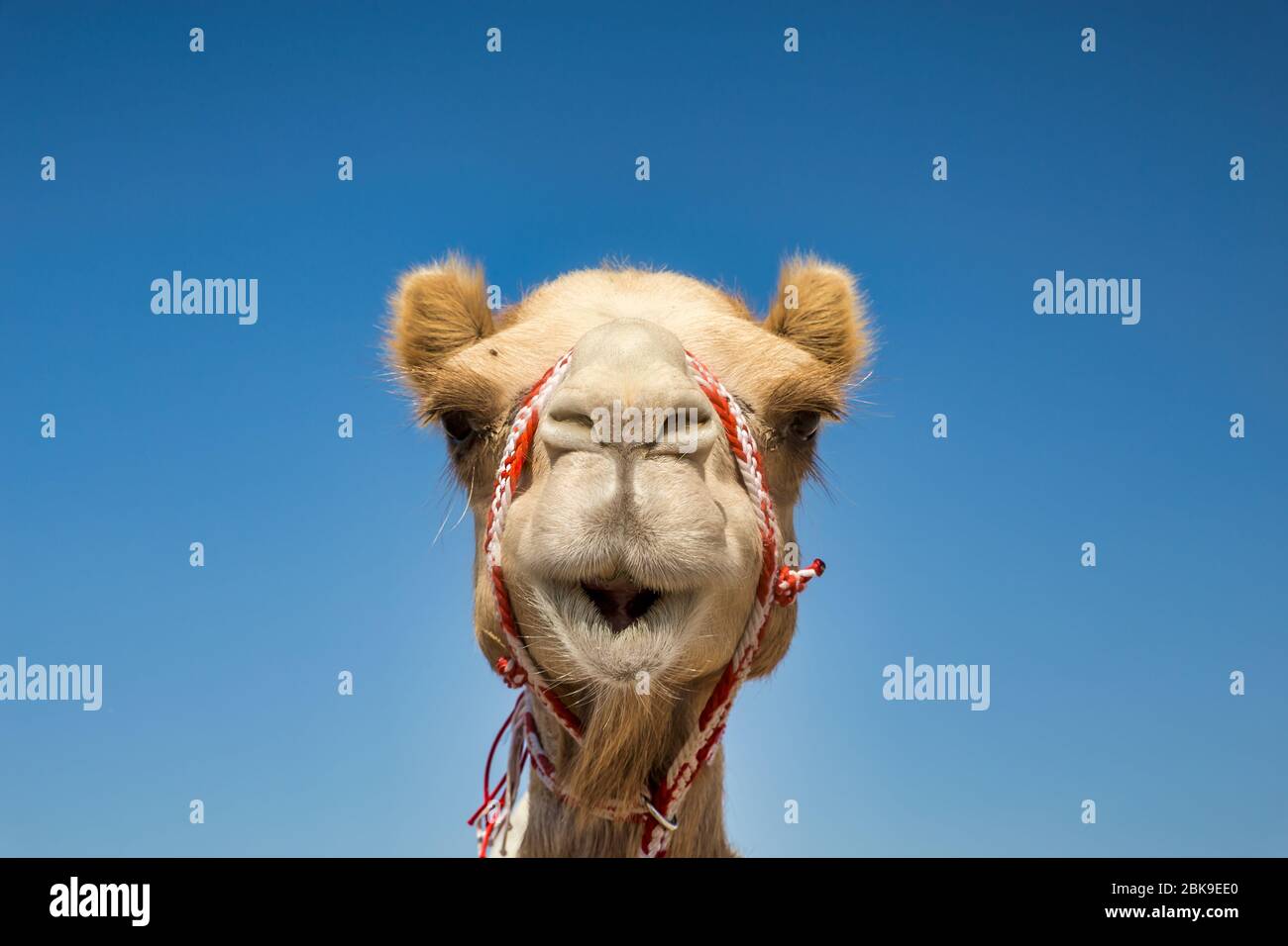 Camel safari australia hi-res stock photography and images - Alamy