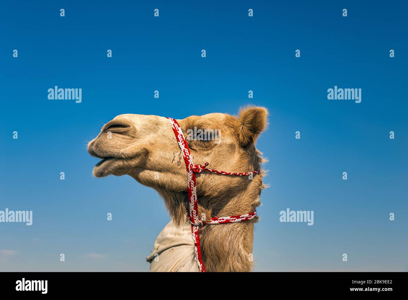 Camel Head Closeup Portrait in Desert Stock Photo - Alamy