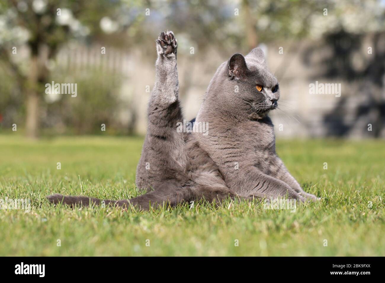 Domestic cute cat poses with a bow tie around the neck Stock Photo - Alamy