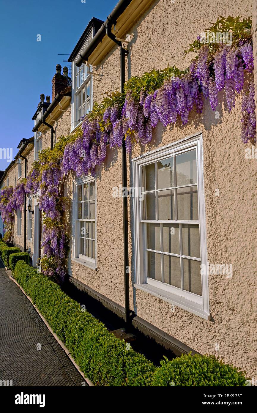 Wisteria flowers building hi-res stock photography and images - Alamy