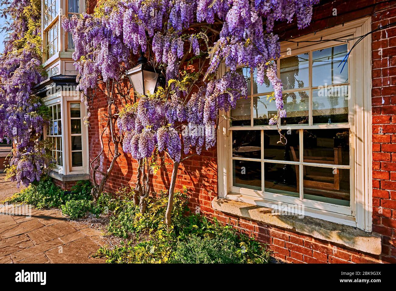 Wisteria flowers building hi-res stock photography and images - Alamy