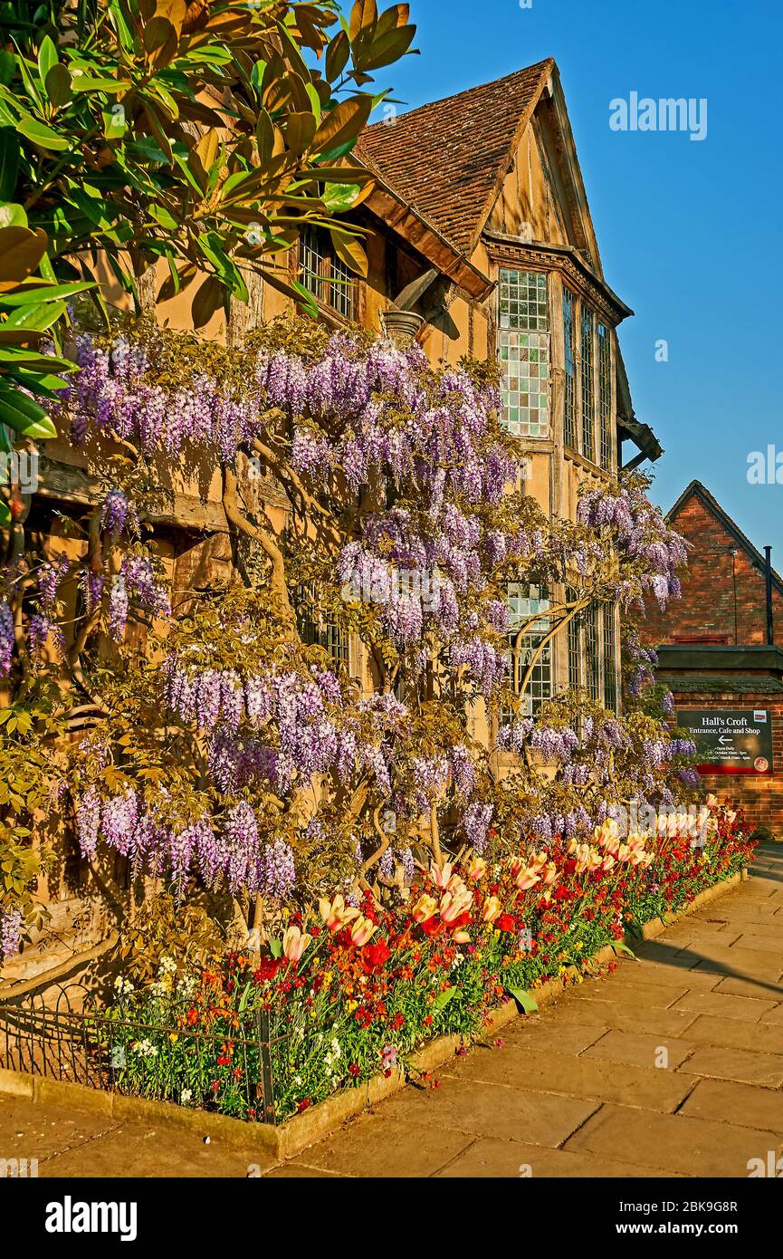 Wisteria covered Halls Croft in Stratford upon Avon, home of William ...