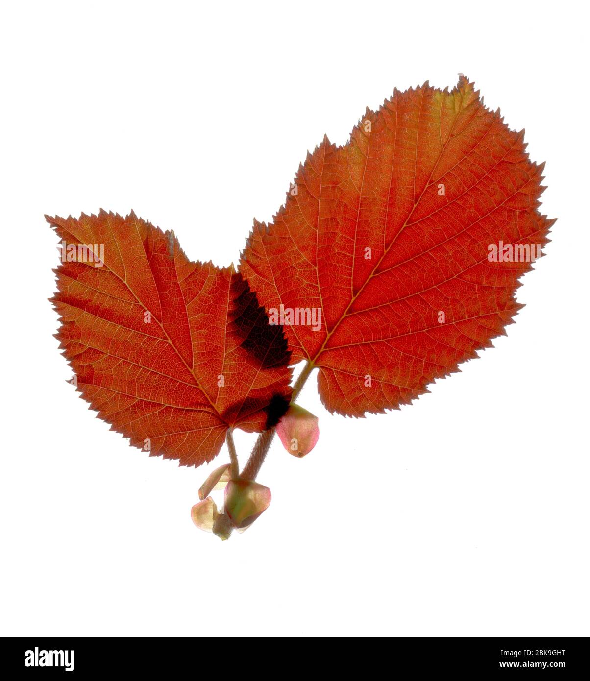 Hazel structure Cut Out Stock Images & Pictures - Alamy