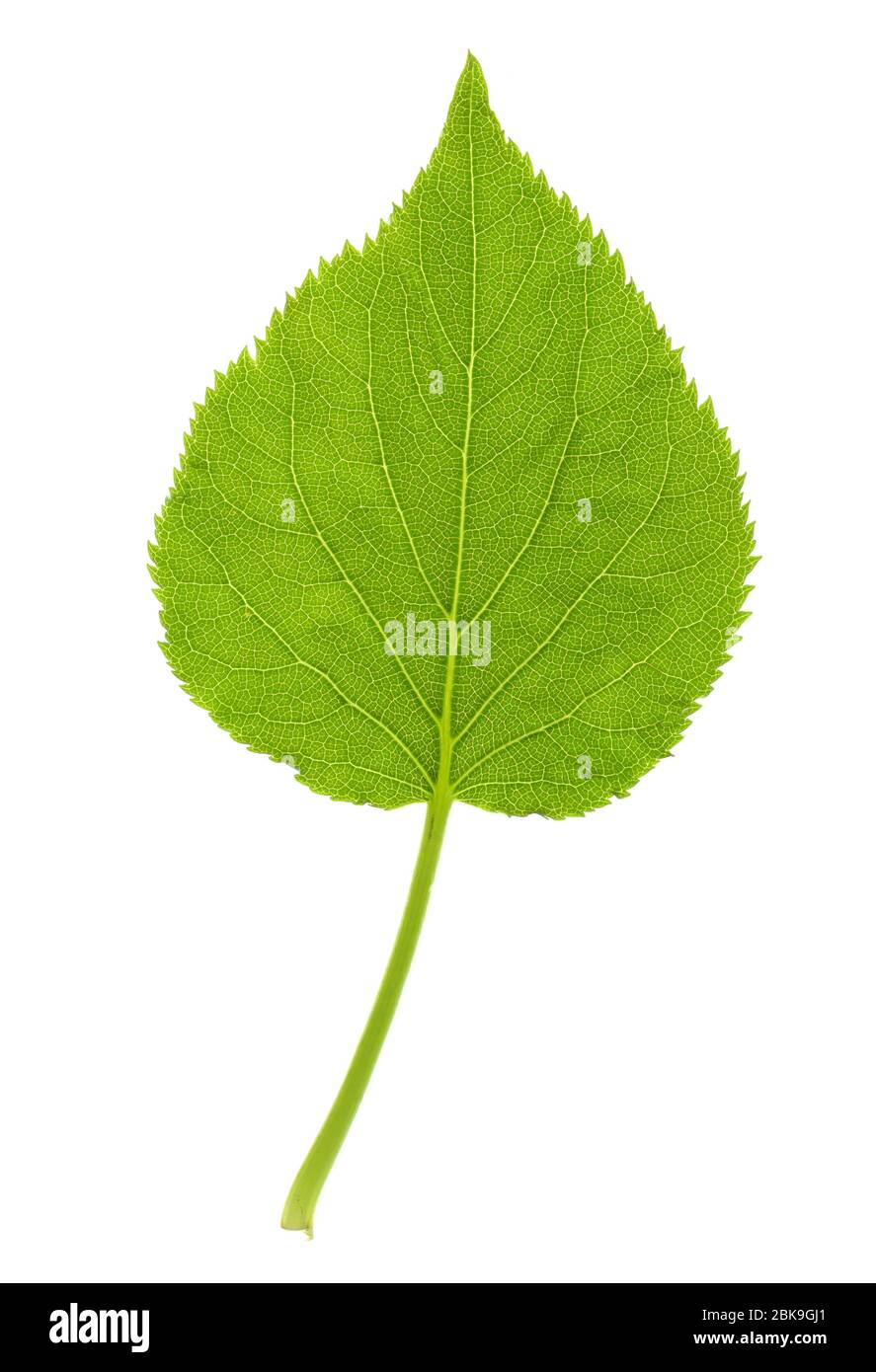 Leaf of bigleaf hydrangea (Hydrangea macrophylla), France Stock Photo ...