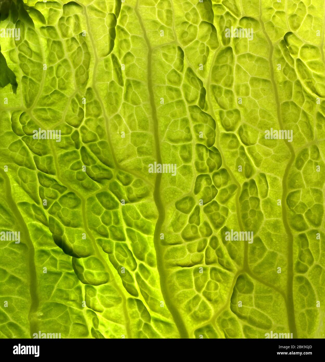 Macro photograph of a cabbage leaf, France Stock Photo - Alamy