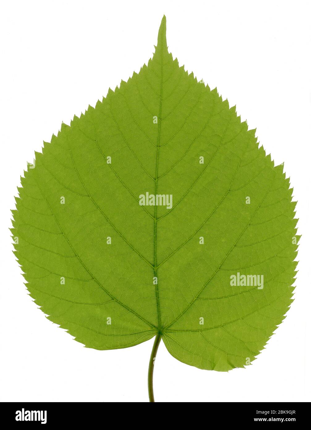 Leaf of a lime (Tilia), France Stock Photo - Alamy
