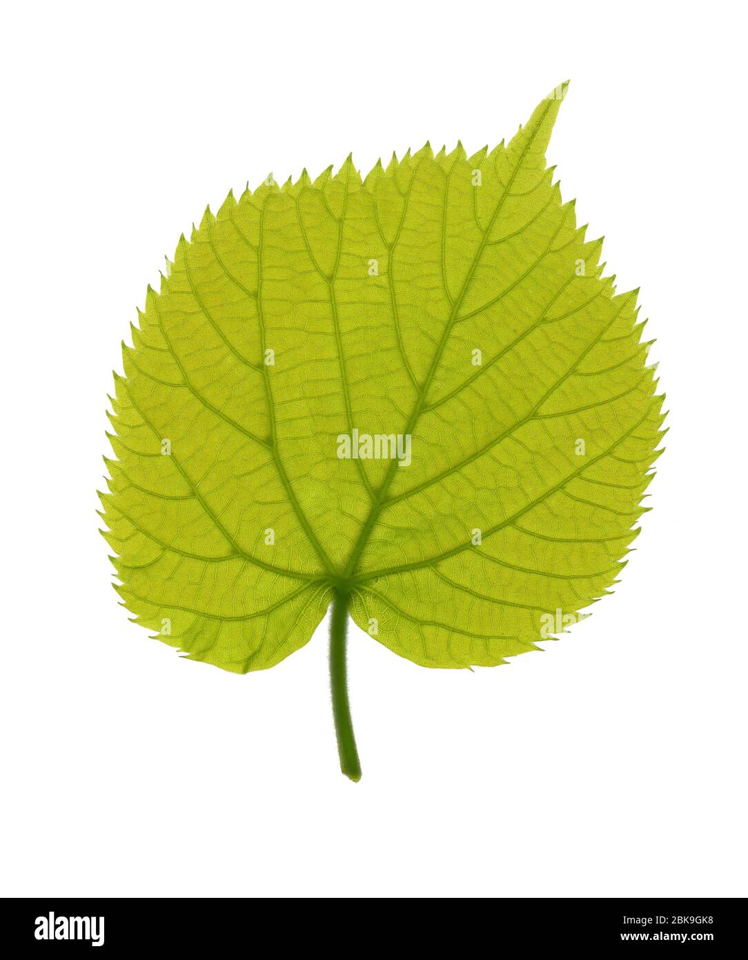 Botany tilia Cut Out Stock Images & Pictures - Alamy