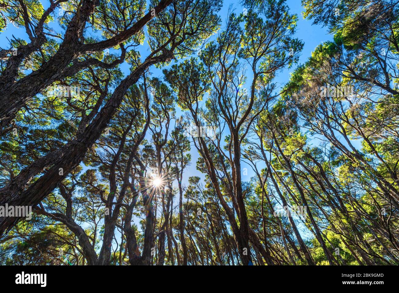 Kanuka tree hi-res stock photography and images - Alamy