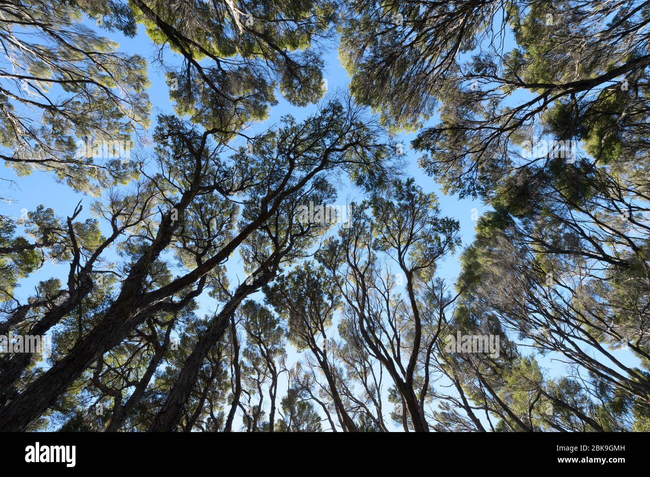 Kanuka trees in abel tasman national park hi-res stock photography and ...