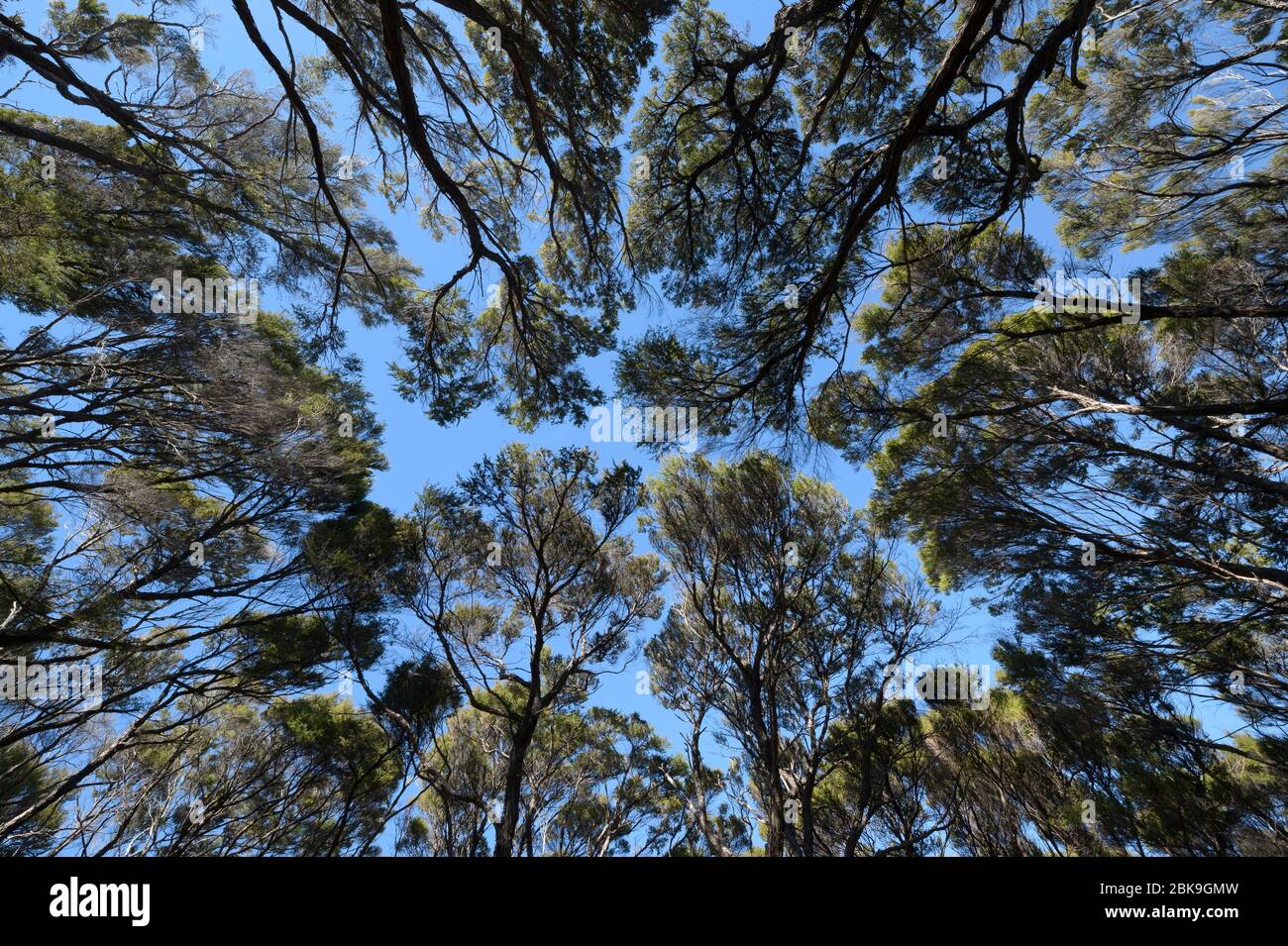Kanuka Trees in Abel Tasman National Park, Abel Tasman Coastal Track ...
