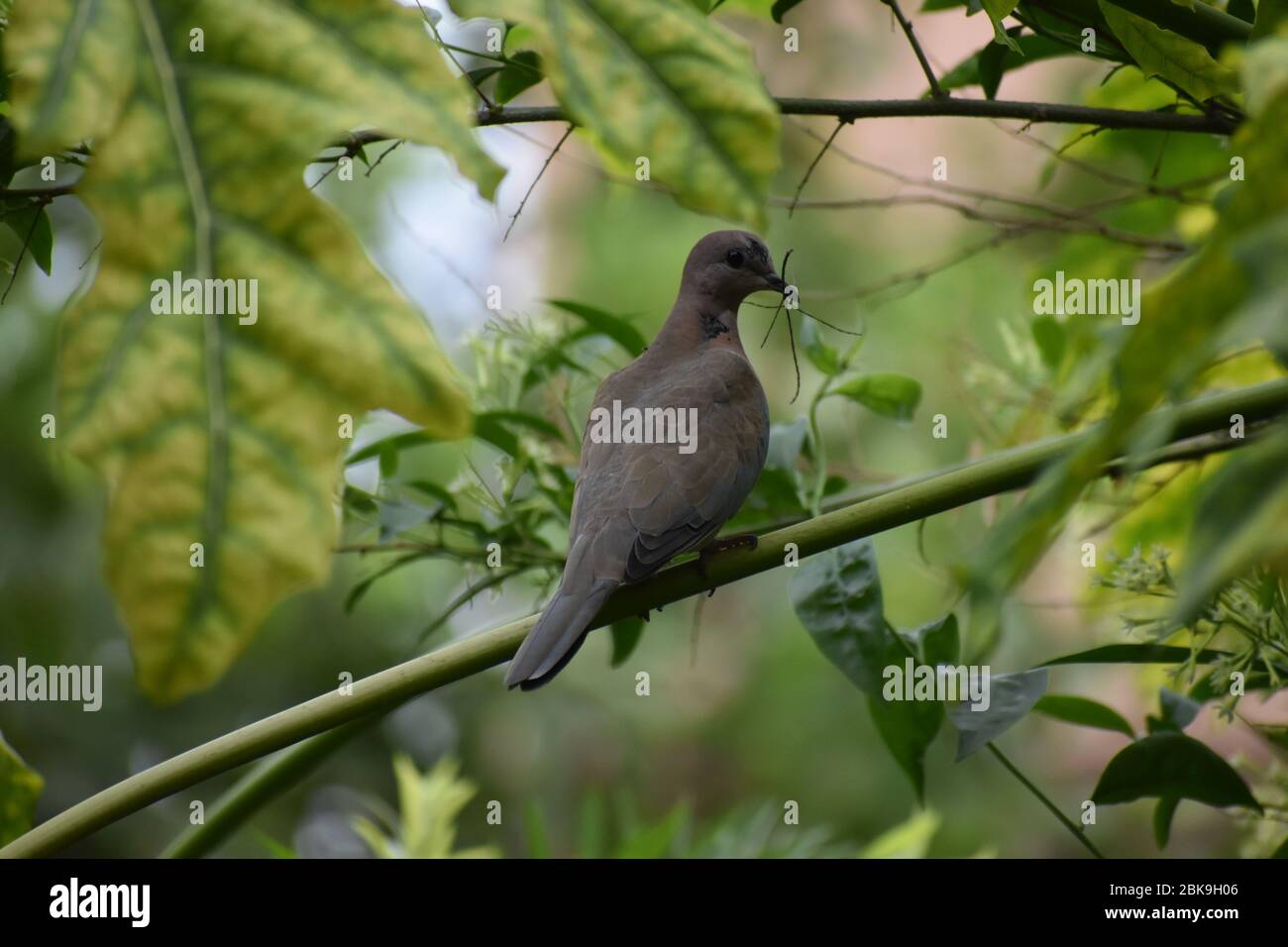 Closeup view beautiful young green hi-res stock photography and images ...
