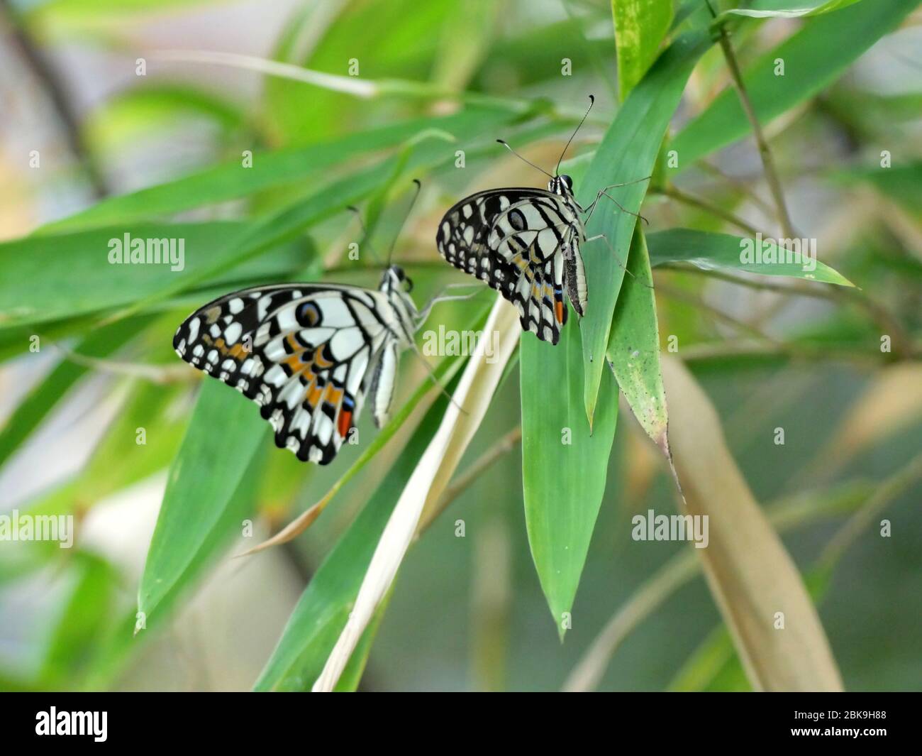 Two beautiful lime butterflies, lemon butterfly, or chequered ...