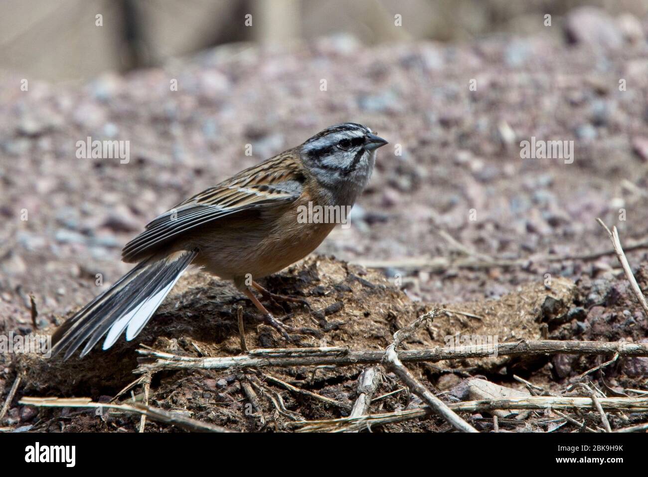 Rock Bunting (Emberiza cia), male with tail spread, Kazbegi National ...