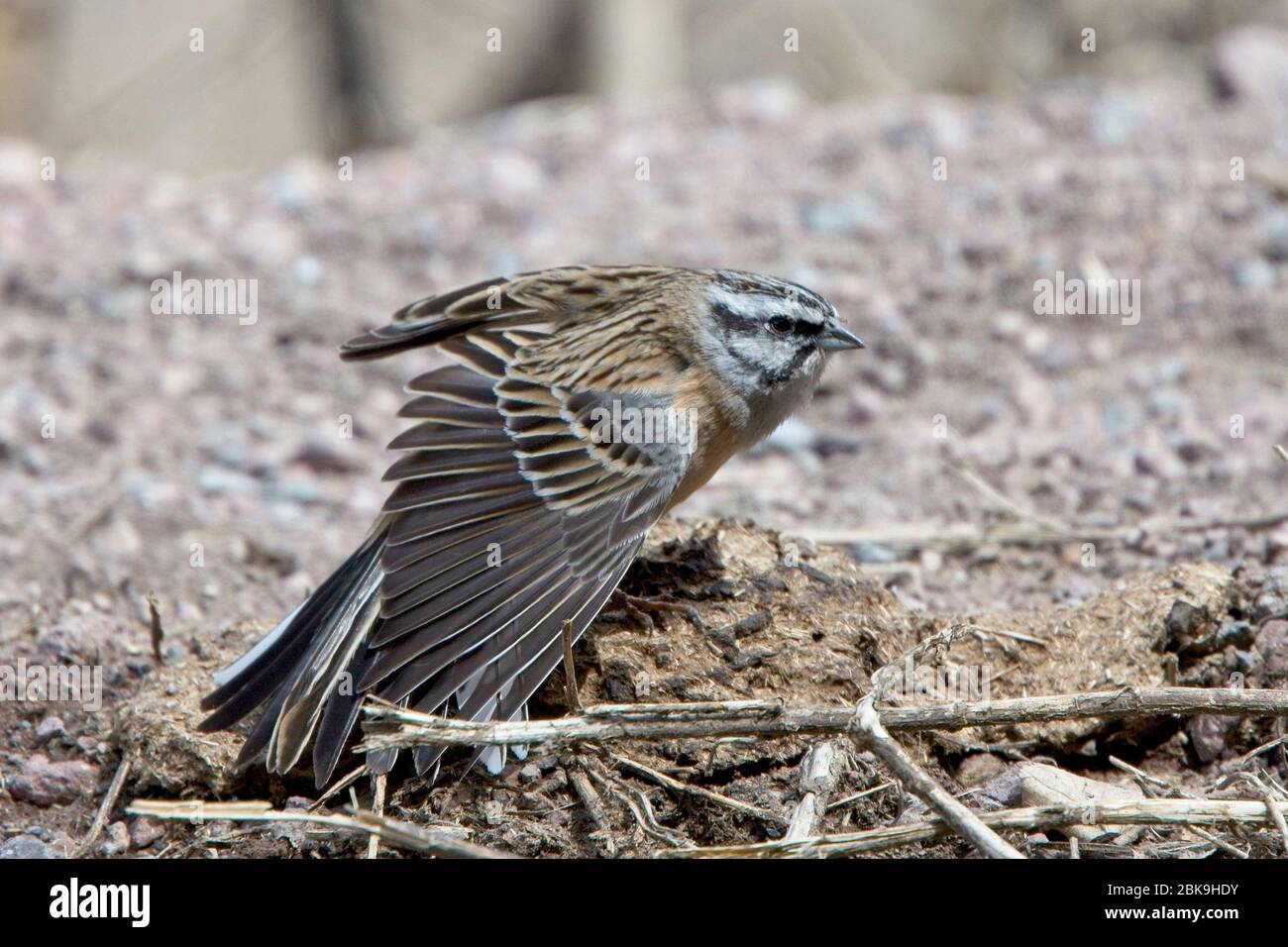 Rock Bunting (Emberiza cia), male wing stretching, Kazbegi National ...