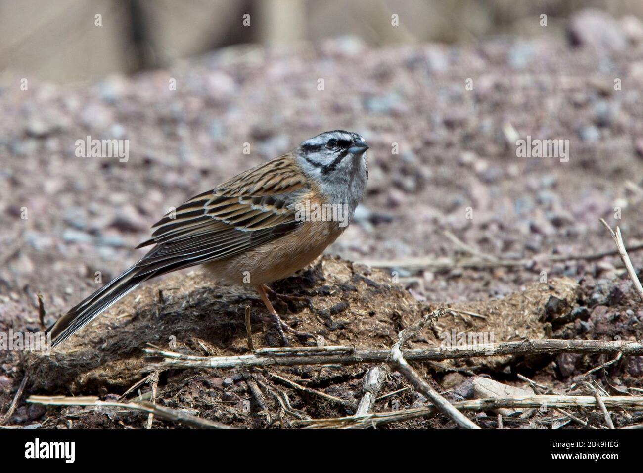 Rock Bunting (Emberiza cia), male, Kazbegi National Park, Georgia Stock ...