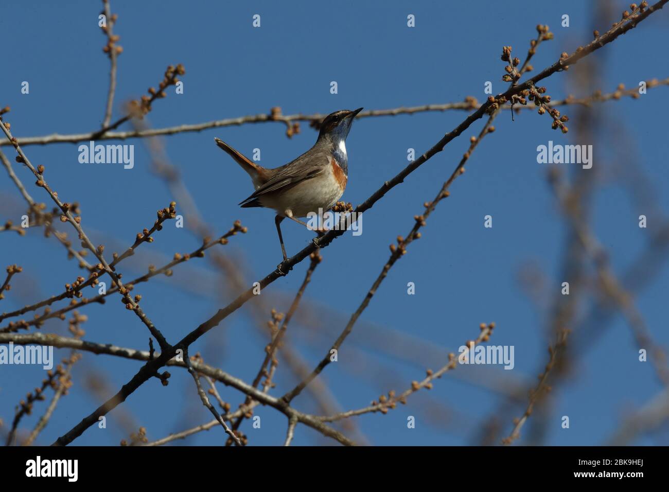 Bluethroat (Luscinia svecica Stock Photo - Alamy