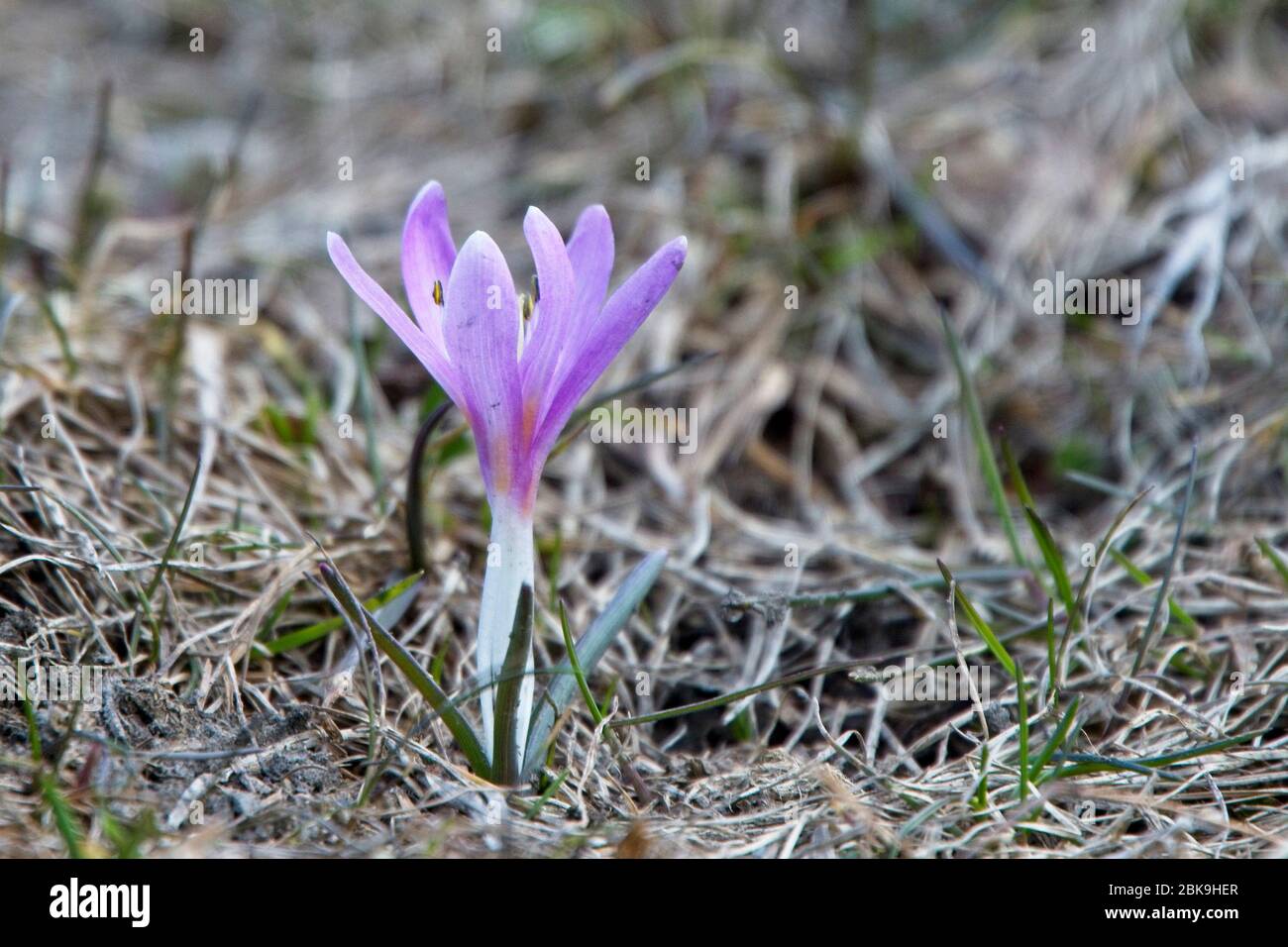 Wild Crocus (Crocus reticulatus), an early sign of Spring, Caucasus ...