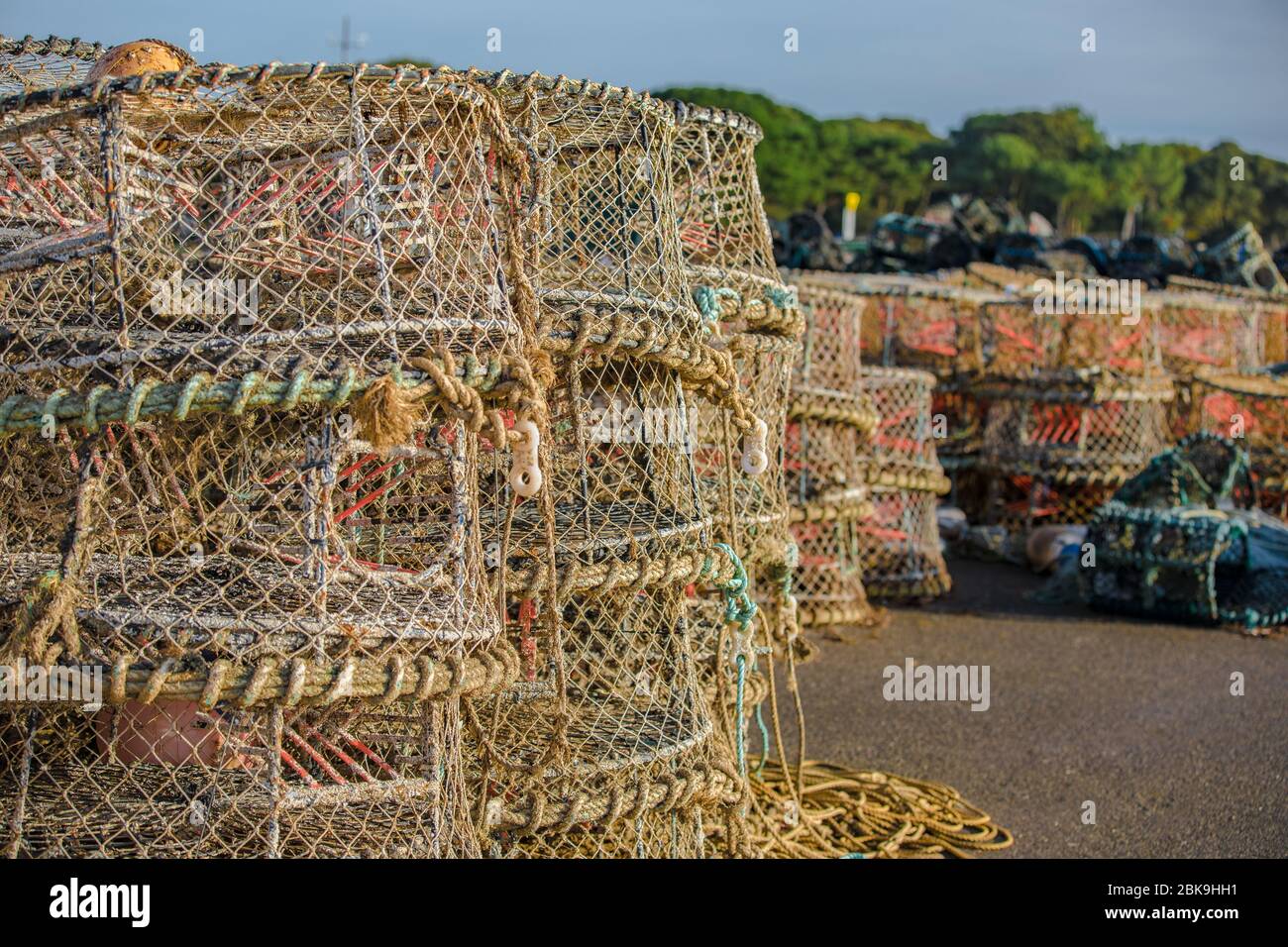 Lobster texture hi-res stock photography and images - Alamy