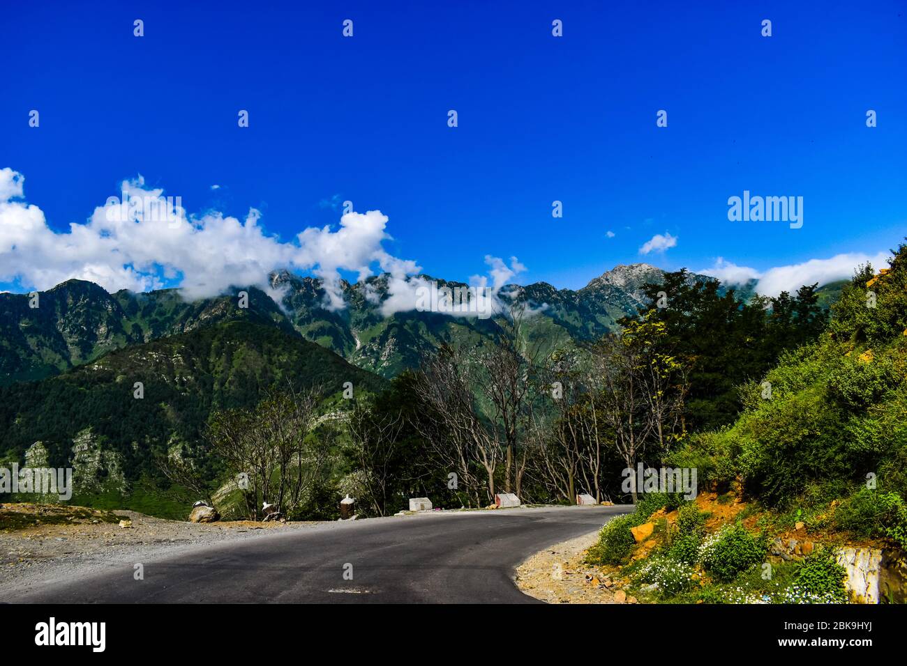 Kashmir tree hi-res stock photography and images - Alamy