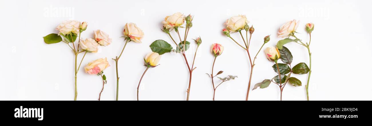 Festive flower composition on the white background. Overhead view Stock ...