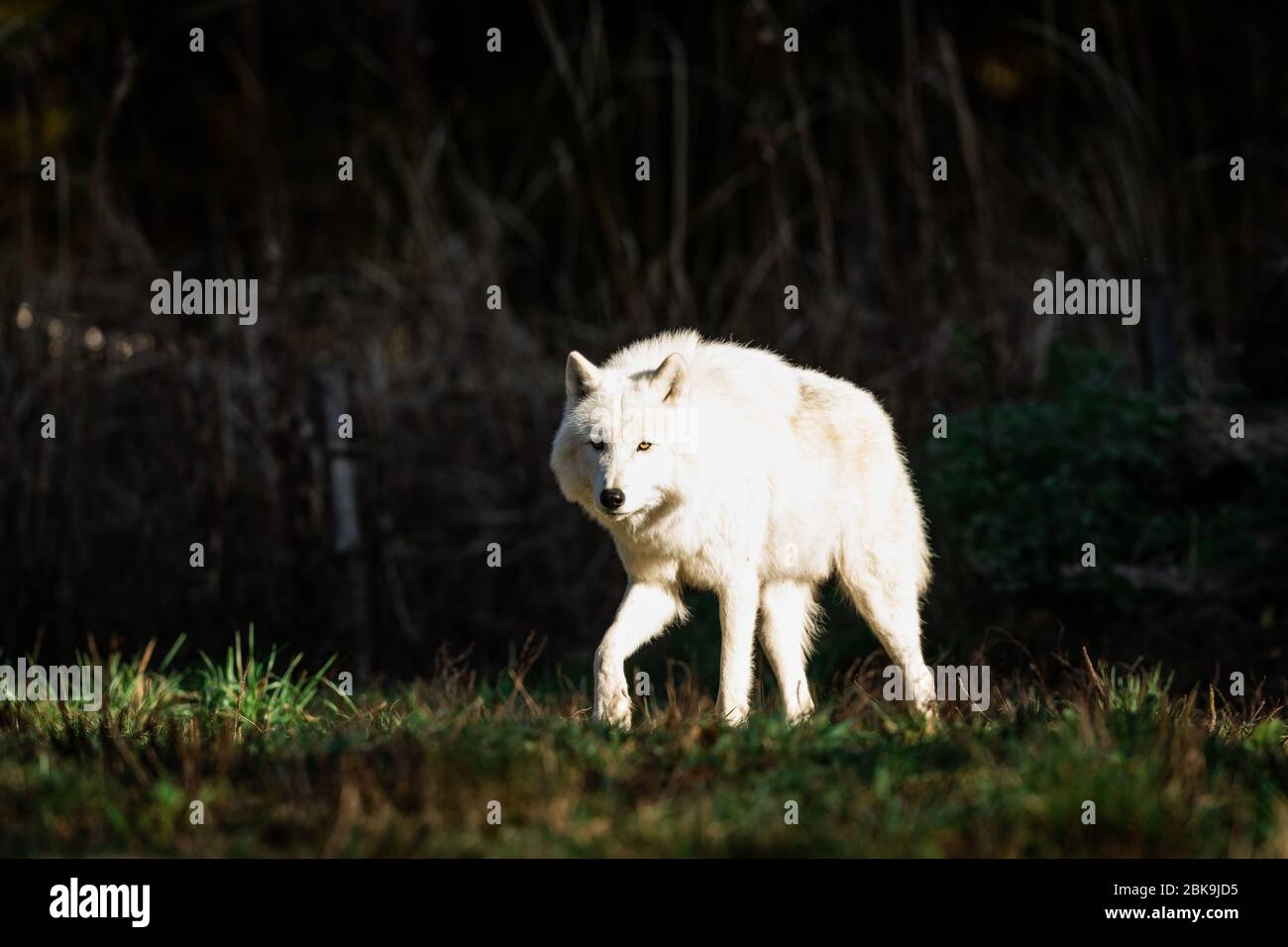 White wolf in the forest Stock Photo - Alamy
