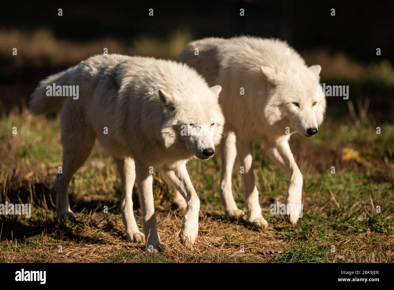 White wolf in the forest Stock Photo - Alamy
