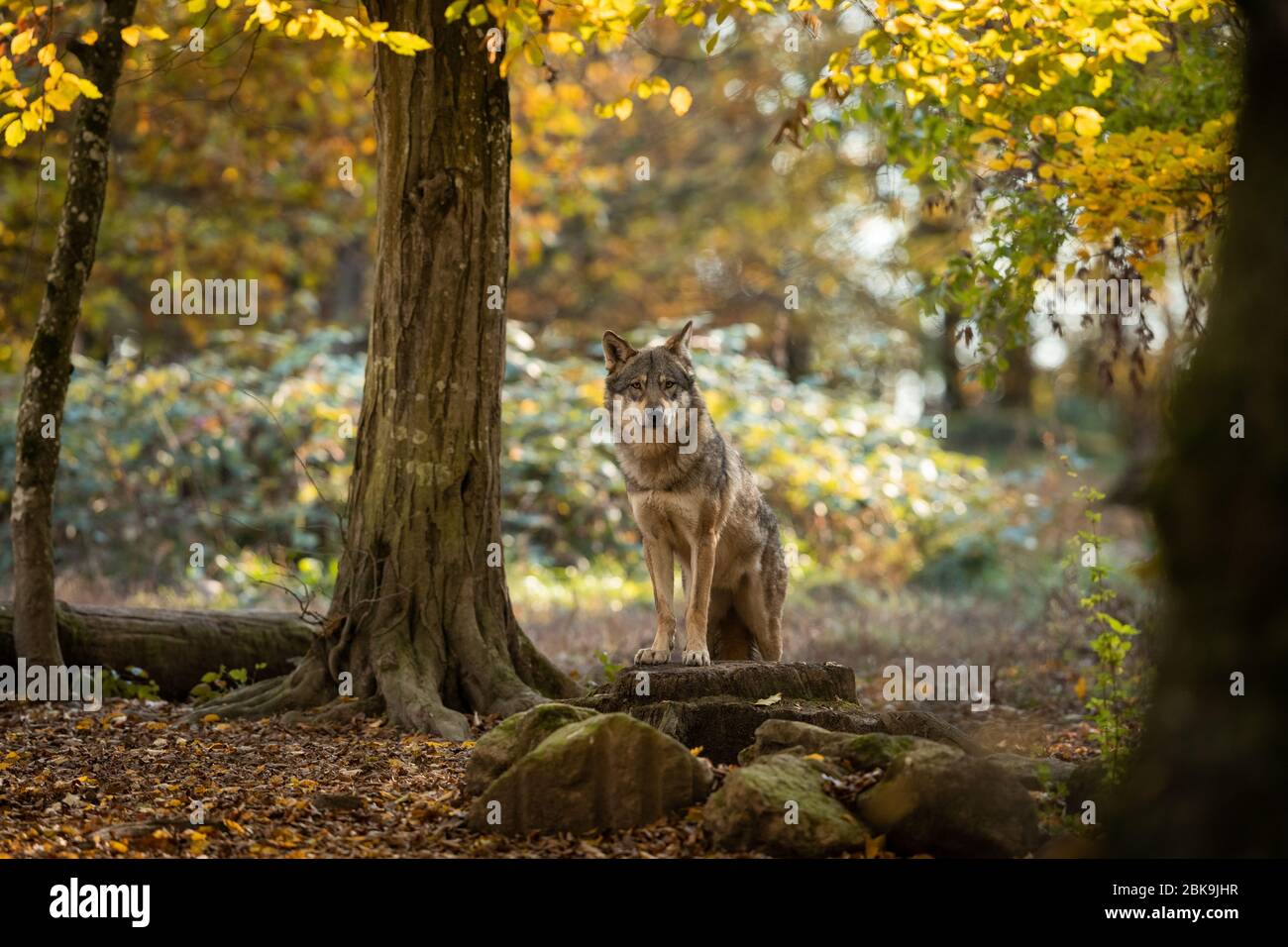 Grey wolf in the forest Stock Photo - Alamy