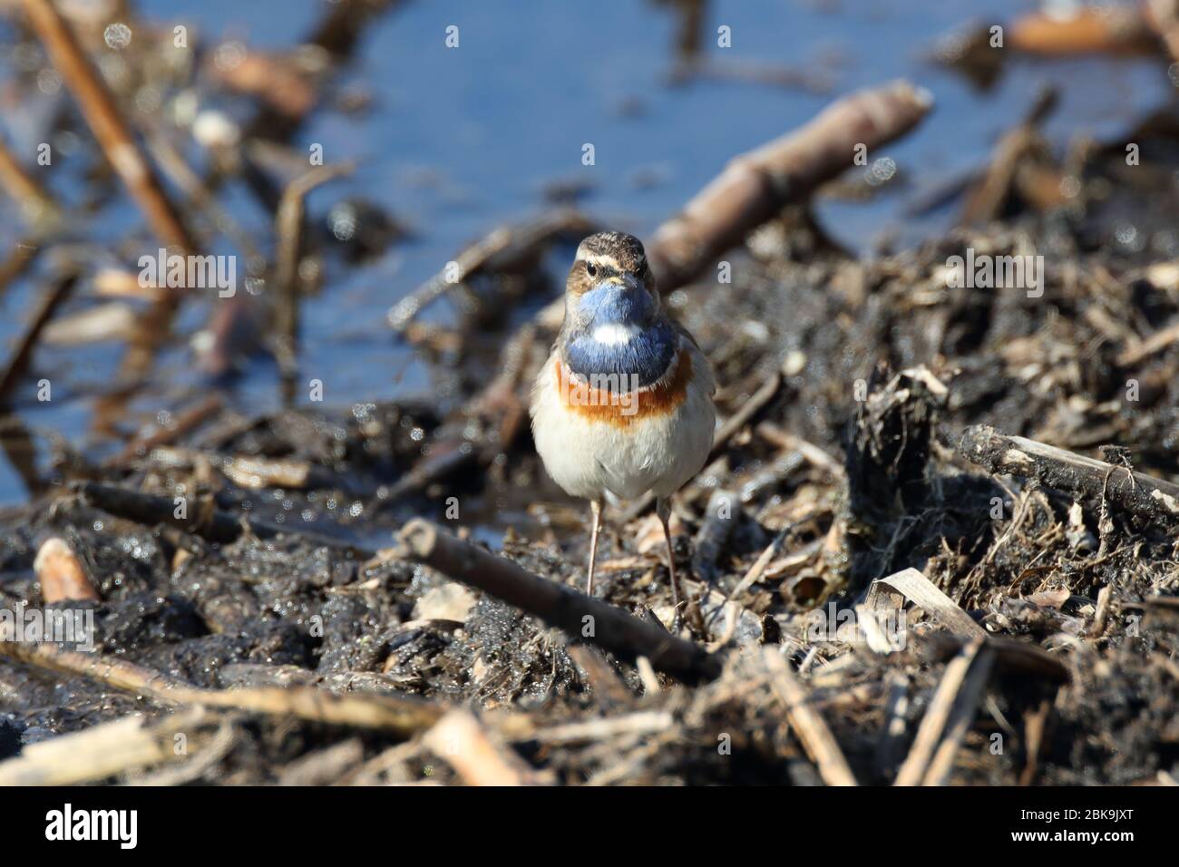 Bluethroat (Luscinia svecica Stock Photo - Alamy