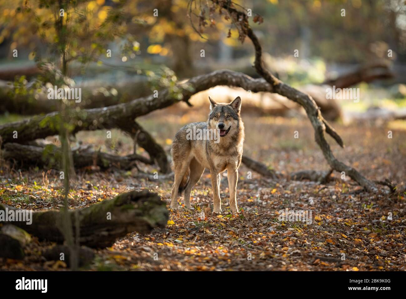 Grey wolf in the forest Stock Photo - Alamy