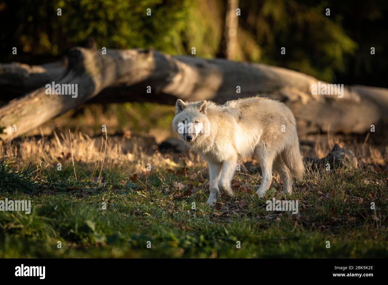 White wolf in the forest Stock Photo - Alamy